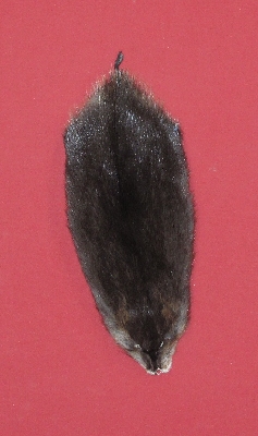 Tanned Muskrat Hides, Furs, Pelts, Skins for sale by www.hideandfur.com