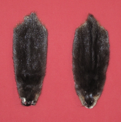 Tanned Muskrat Hides, Furs, Pelts, Skins for sale by www.hideandfur.com