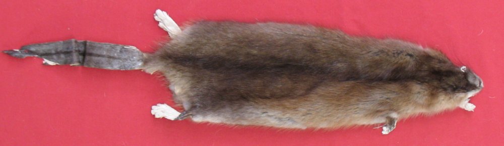Tanned Furs : MUSKRAT - TAXIDERMY QUALITY (7161-0014) : hideandfur.com