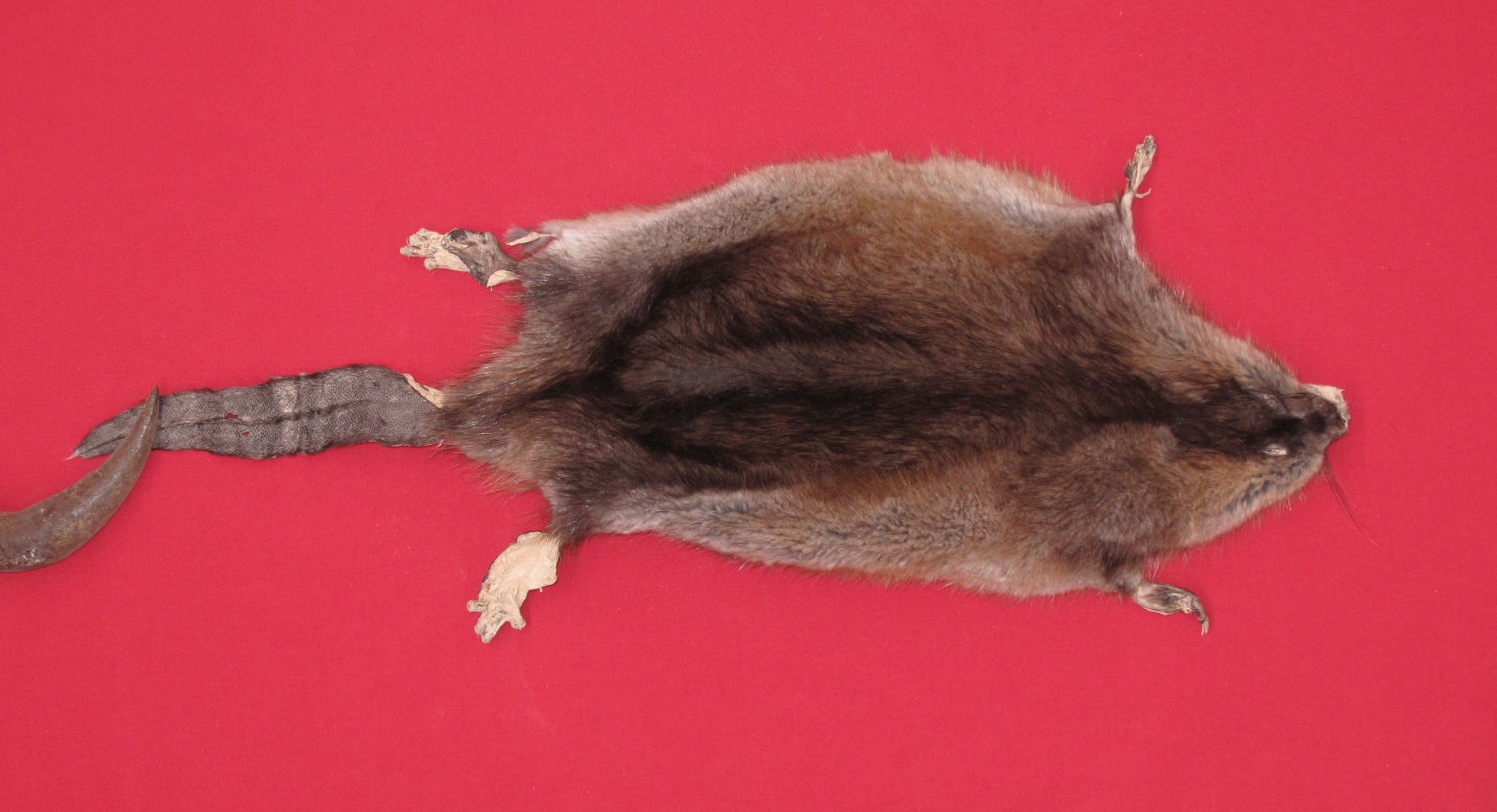 Tanned Furs : MUSKRAT - TAXIDERMY QUALITY (7161-0017) : hideandfur.com