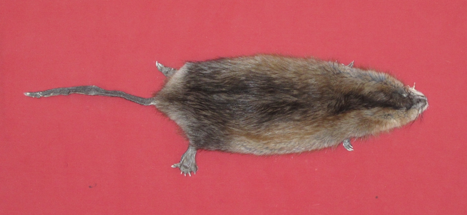 Tanned Taxidermy Muskrat Hides, Furs, Pelts, Skins for sale by www ...