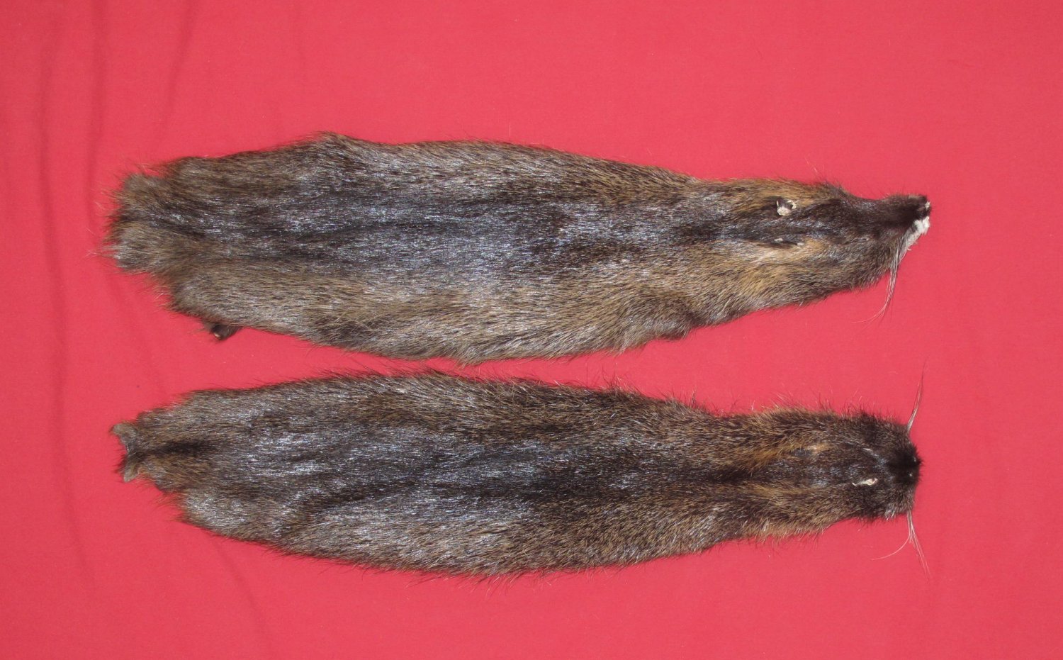 Tanned Furs : NUTRIA (7180-0279) : hideandfur.com