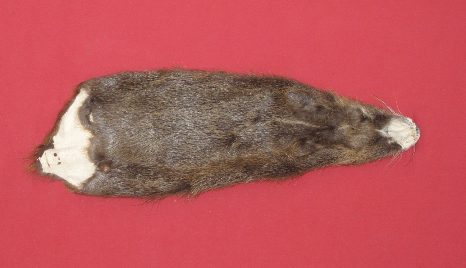 Tanned Furs : NUTRIA (7180-0307) : hideandfur.com