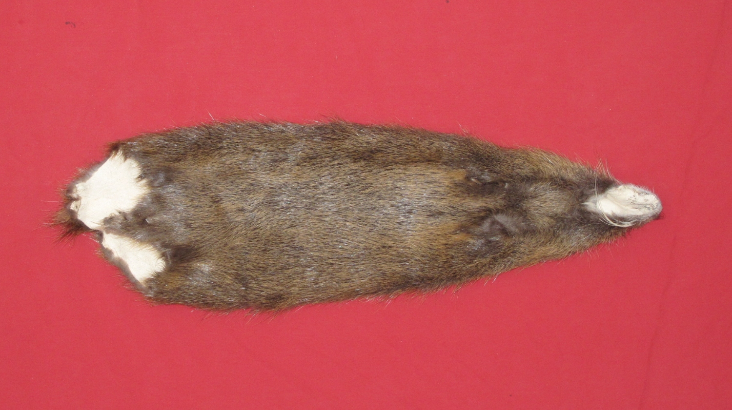 Tanned Furs : NUTRIA (7180-0313) : hideandfur.com