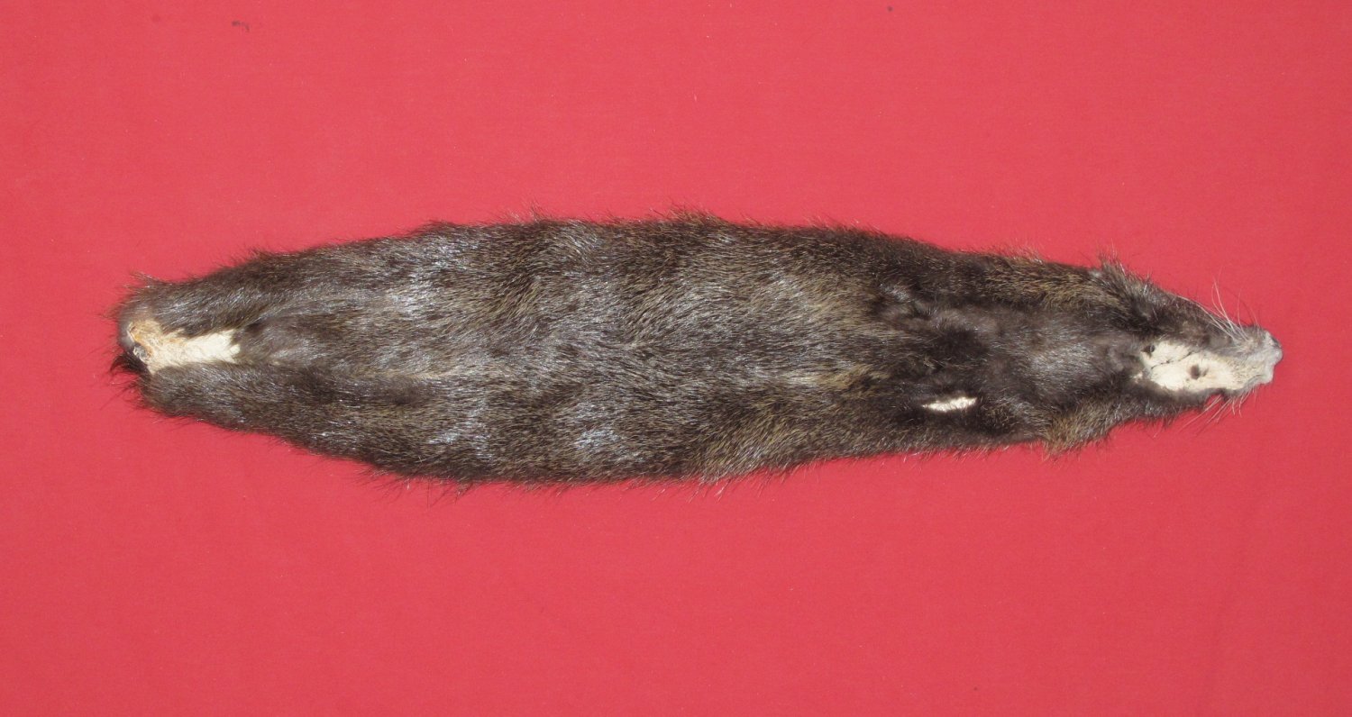 Tanned Furs : NUTRIA (7180-0324) : hideandfur.com