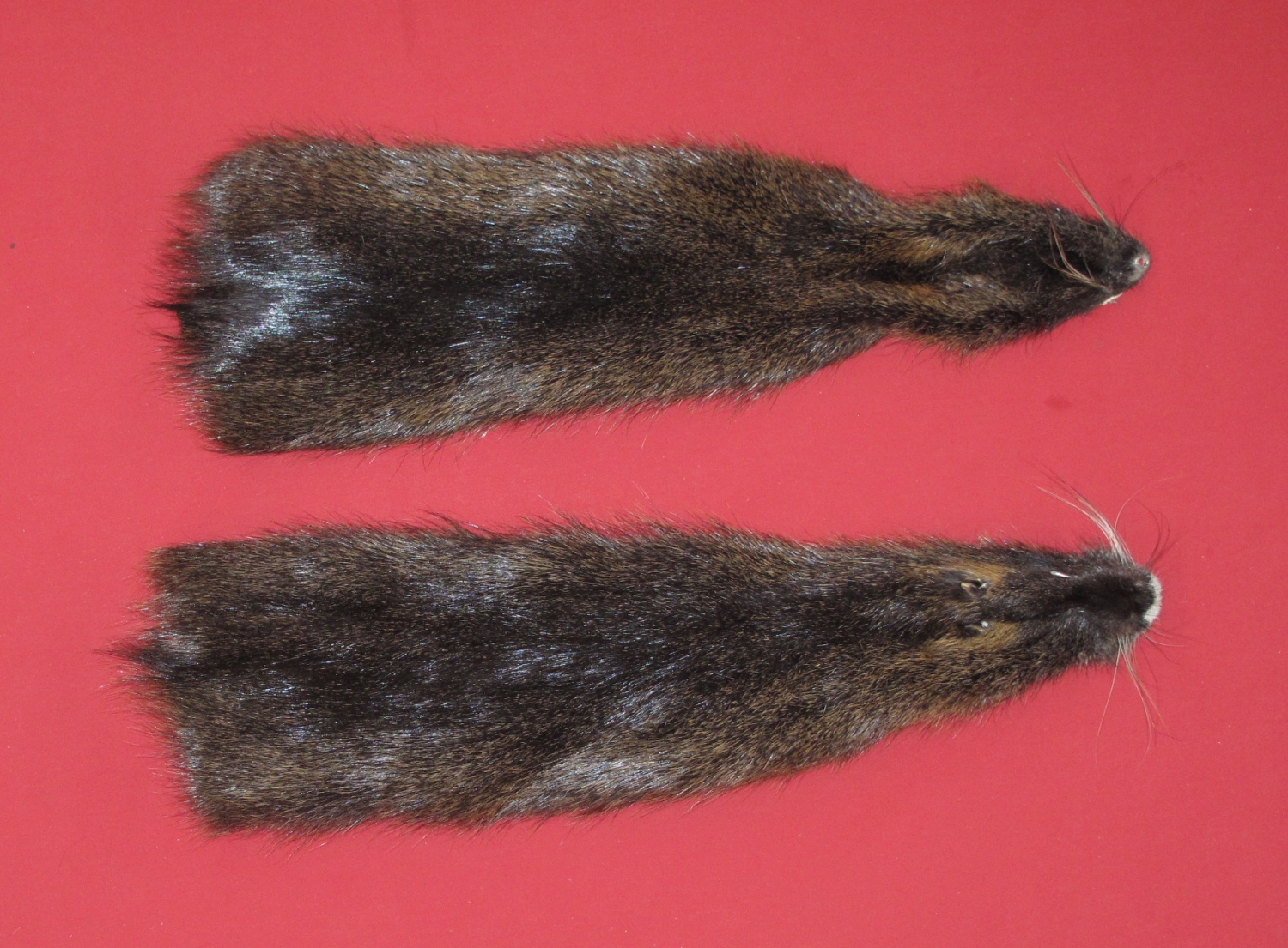Tanned Furs : NUTRIA (7180-0332) : hideandfur.com