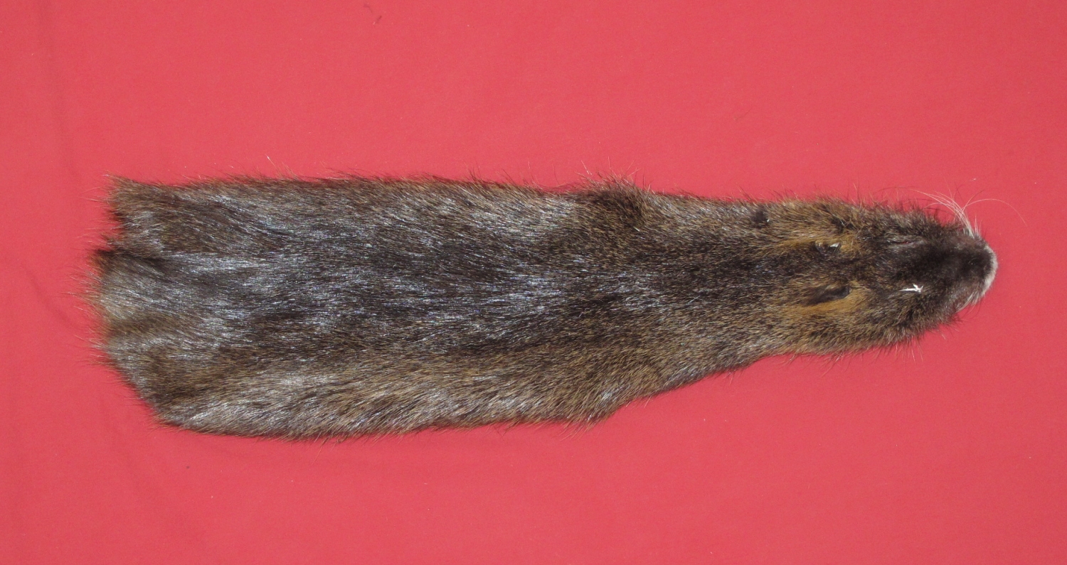 Tanned Furs : NUTRIA (7180-0336) : hideandfur.com