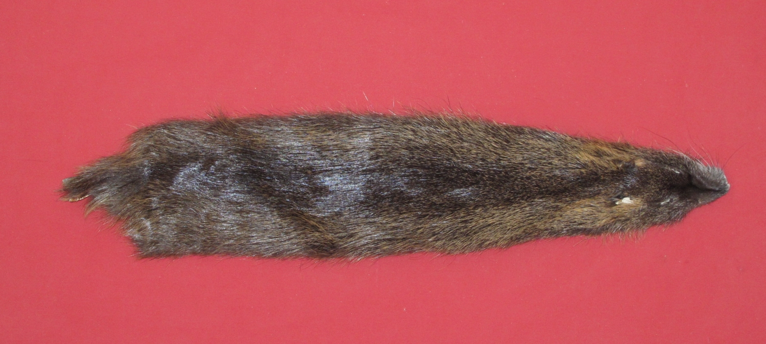 Tanned Furs : NUTRIA (7180-0356) : hideandfur.com