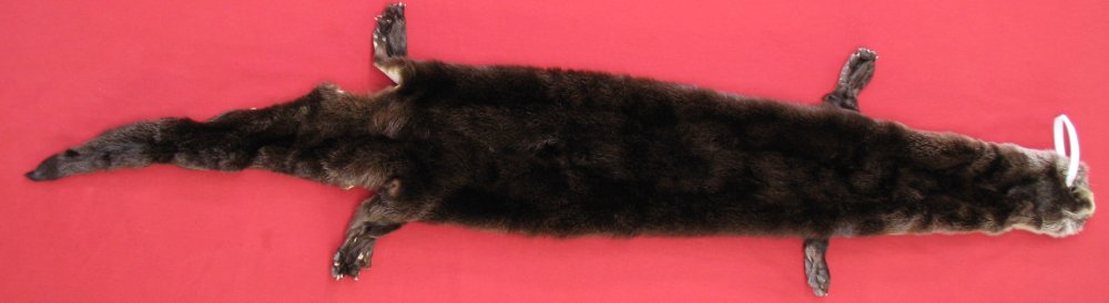 Tanned Otter Hides, Pelts, Skins for sale by www.hideandfur.com