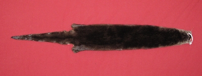 Tanned Otter Hides, Pelts, Skins for sale by www.hideandfur.com