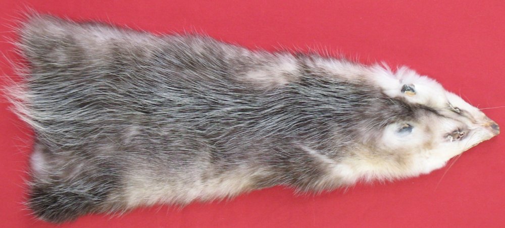 Tanned Furs : OPOSSUM (7220-0459) : hideandfur.com
