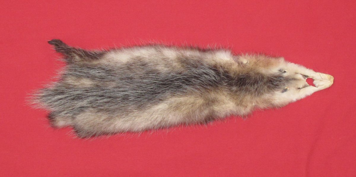 Tanned Furs : OPOSSUM (7220-0634) : hideandfur.com
