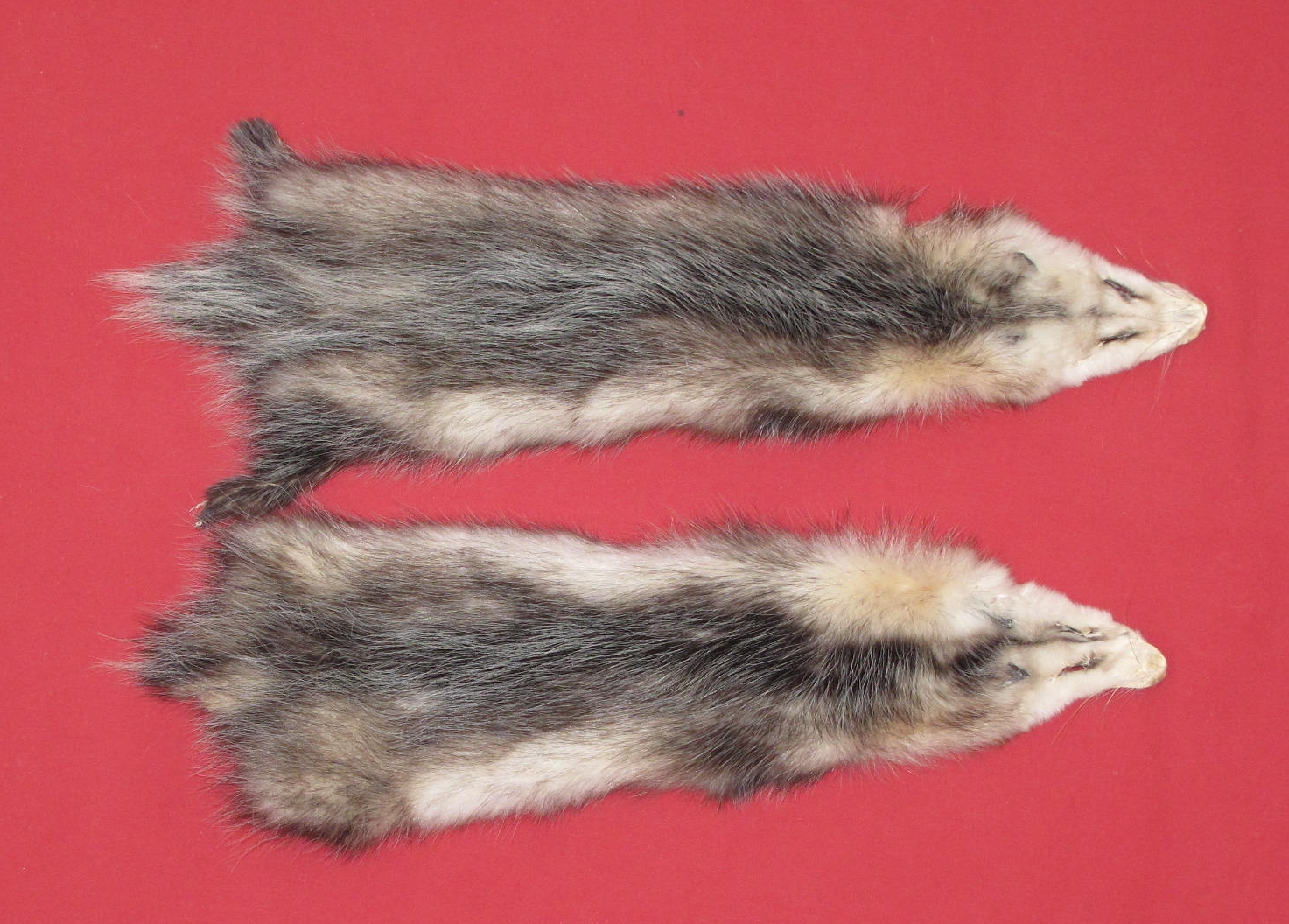 Tanned Furs : OPOSSUM (7220-0648) : hideandfur.com