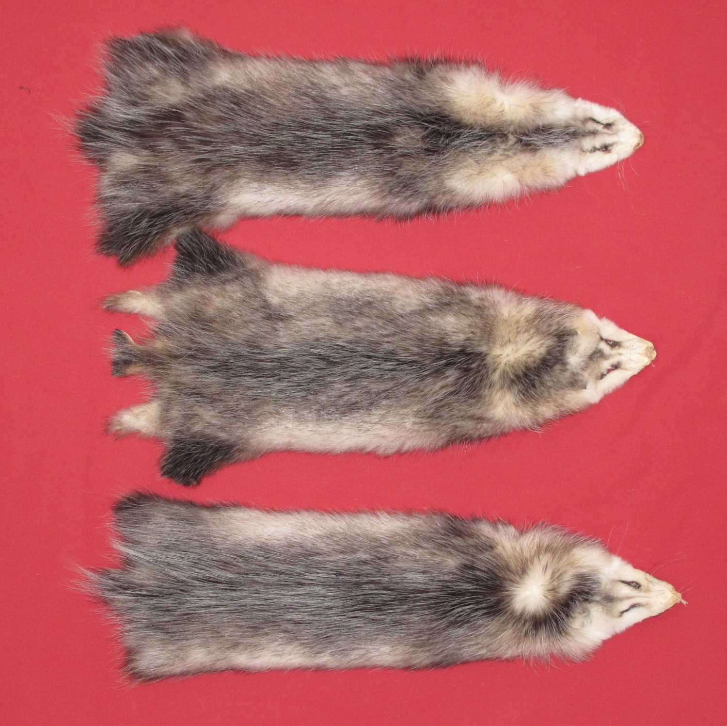Tanned Furs : OPOSSUM (7220-0649) : hideandfur.com
