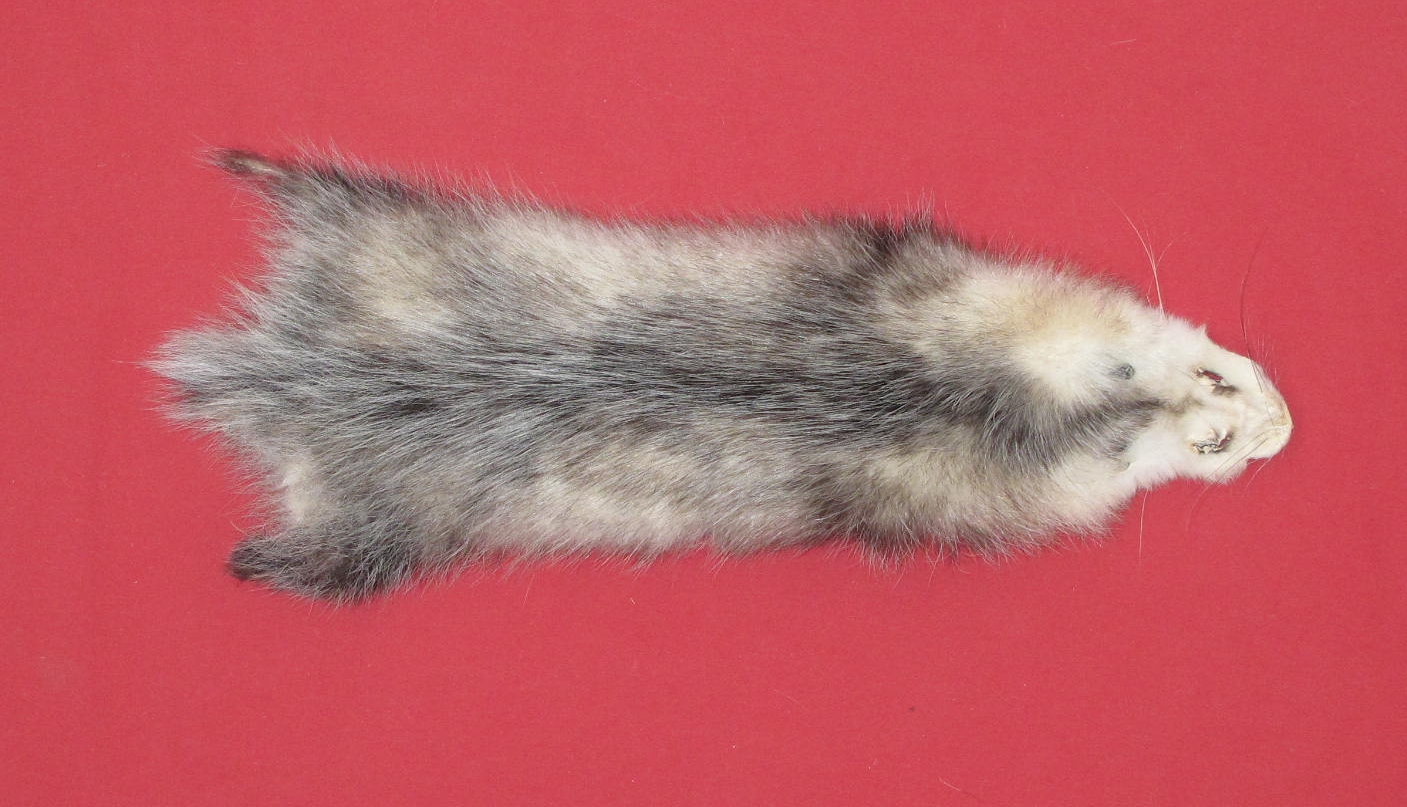 Tanned Furs : OPOSSUM (7220-0650) : hideandfur.com