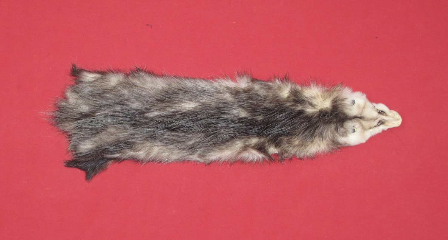 Tanned Furs : OPOSSUM (7220-0695) : hideandfur.com