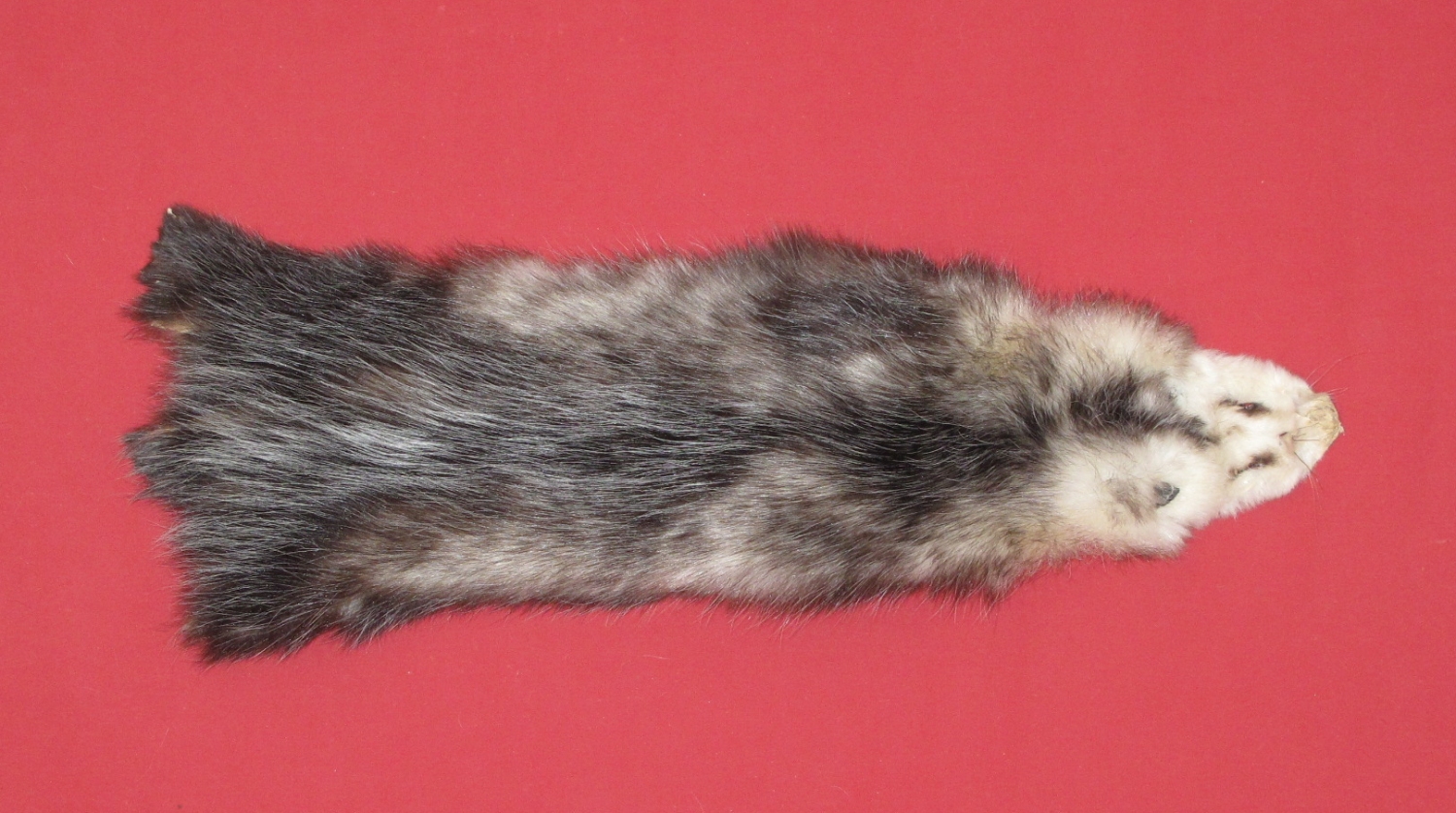 Tanned Furs : OPOSSUM (7220-0712) : hideandfur.com