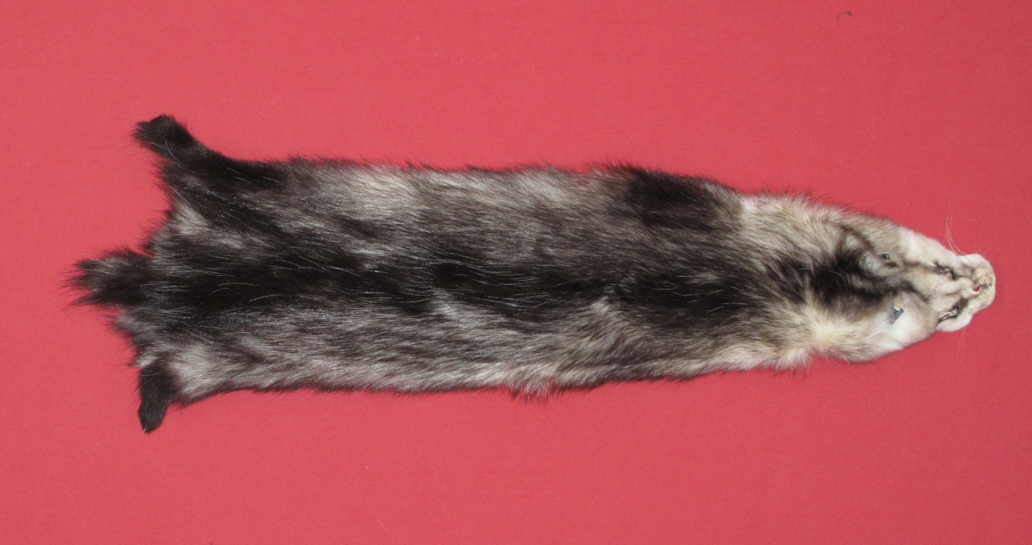 Tanned Furs : OPOSSUM (7220-0723) : hideandfur.com