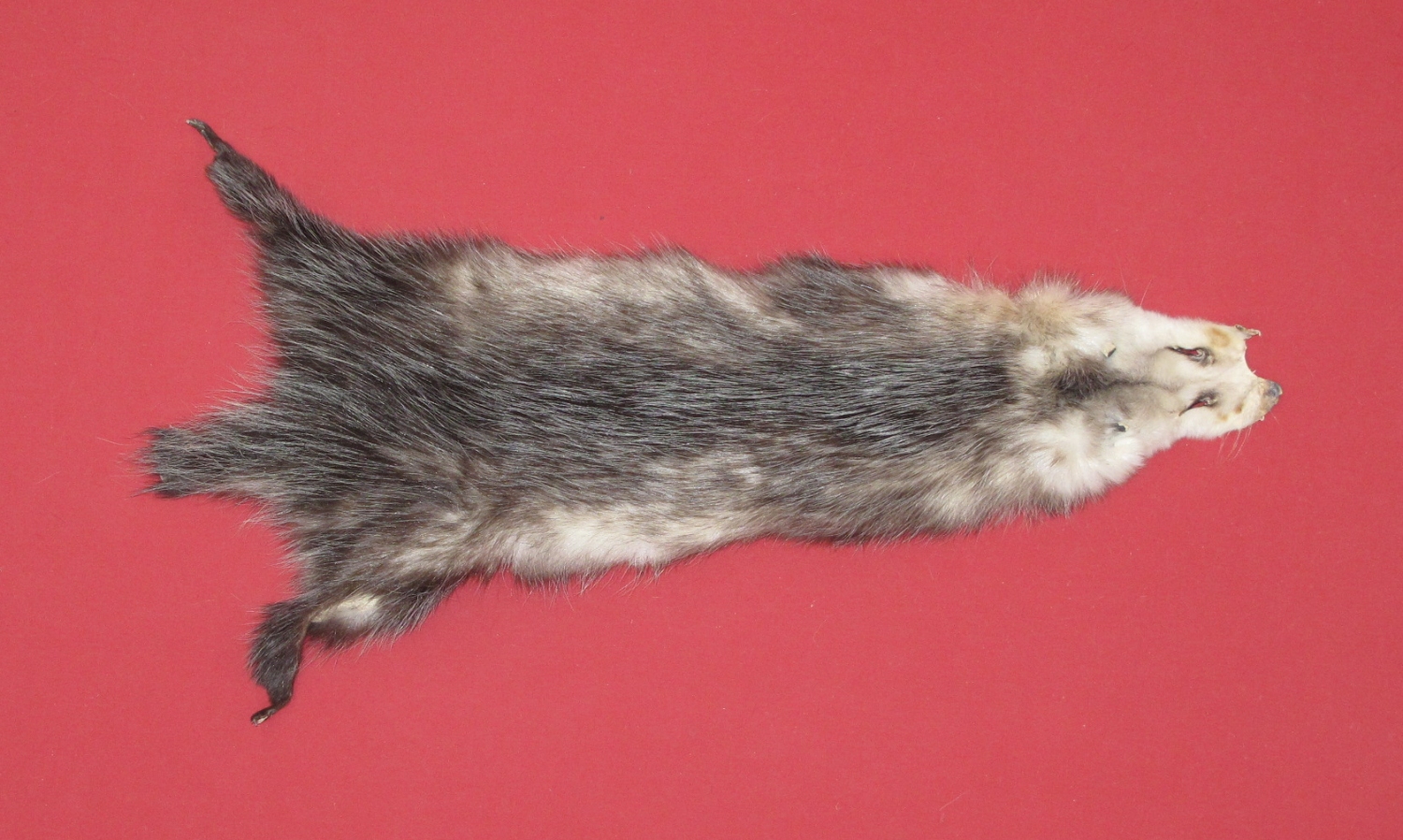 Tanned Furs : OPOSSUM (7220-0735) : hideandfur.com