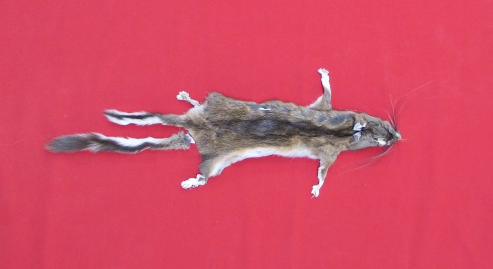 Tanned Packrat, Pack Rat Hides, Furs, Pelts, Skins for sale by www ...