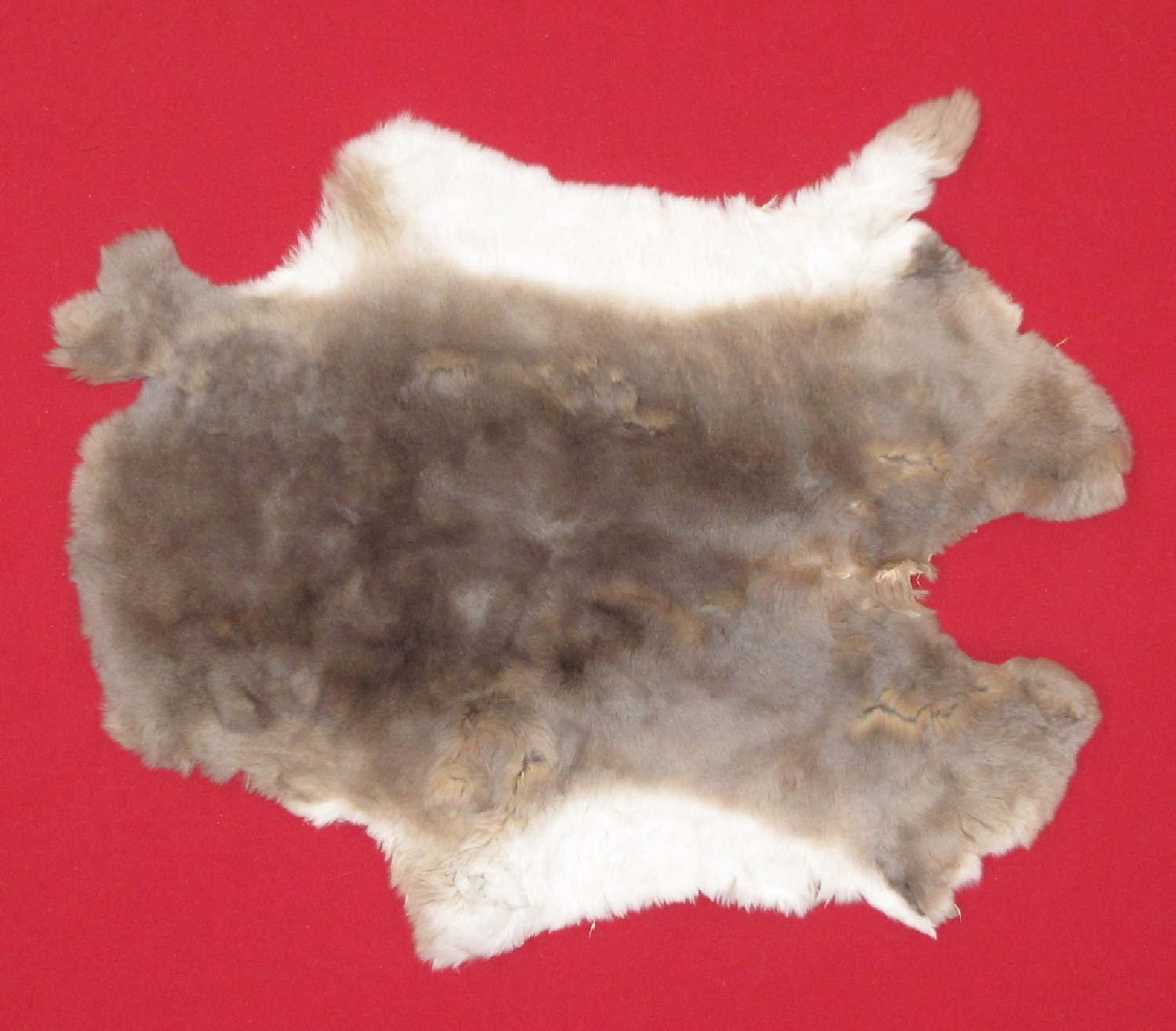 Tanned Furs : REX RABBIT (7255-0354) : hideandfur.com