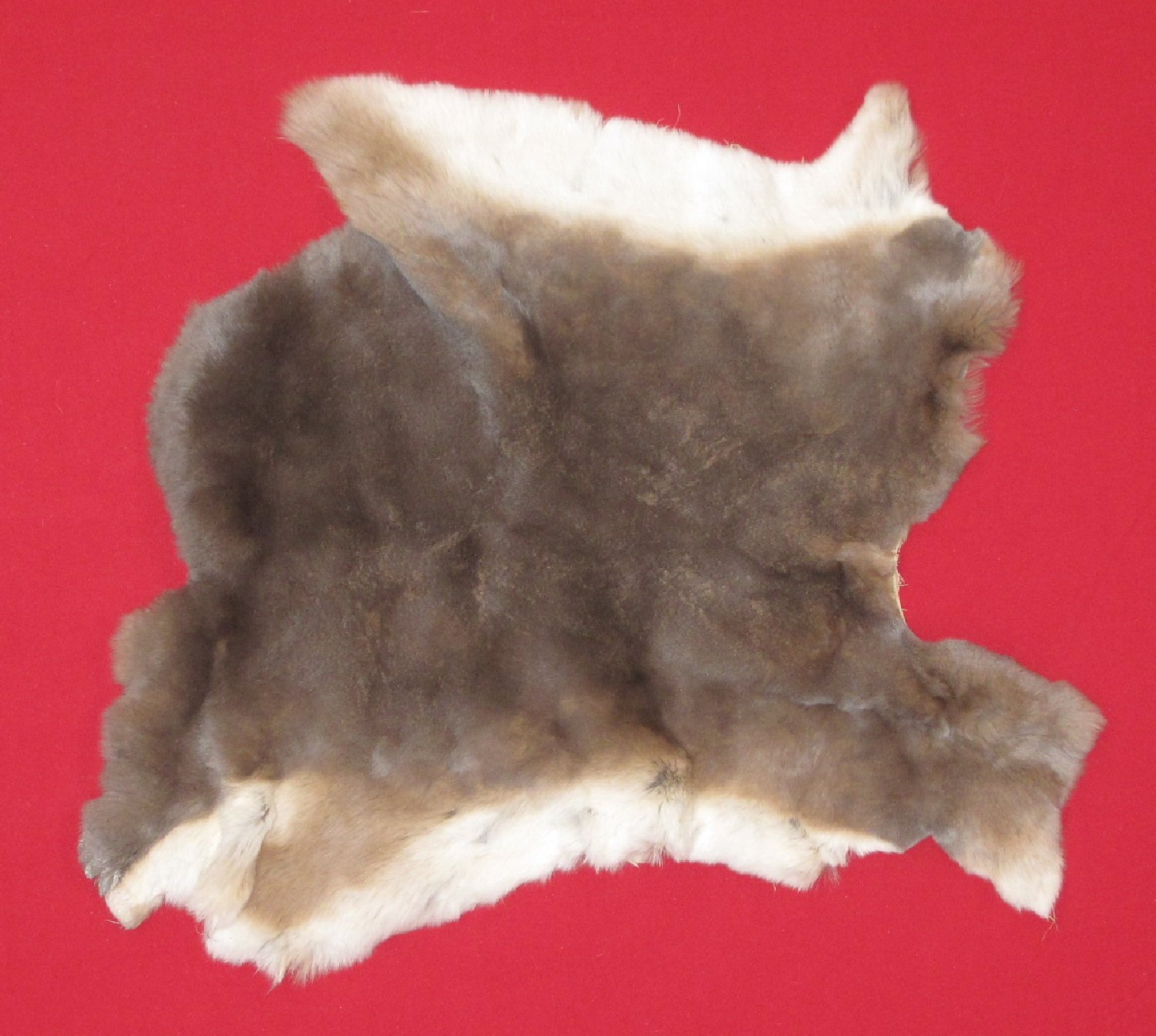 Tanned Furs : REX RABBIT (7255-0360) : hideandfur.com