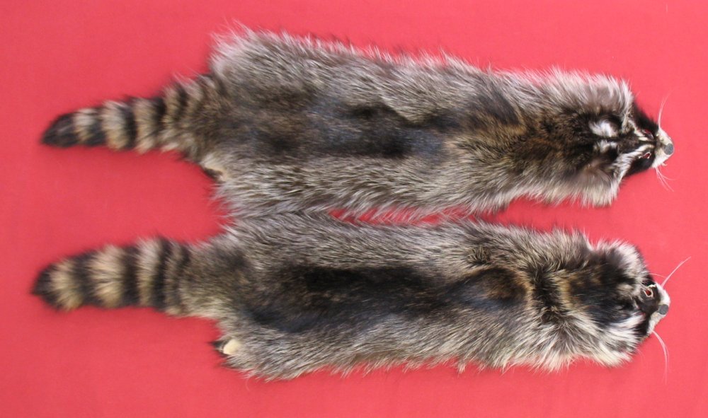 Tanned Furs : RACCOON (7270-1362) : hideandfur.com