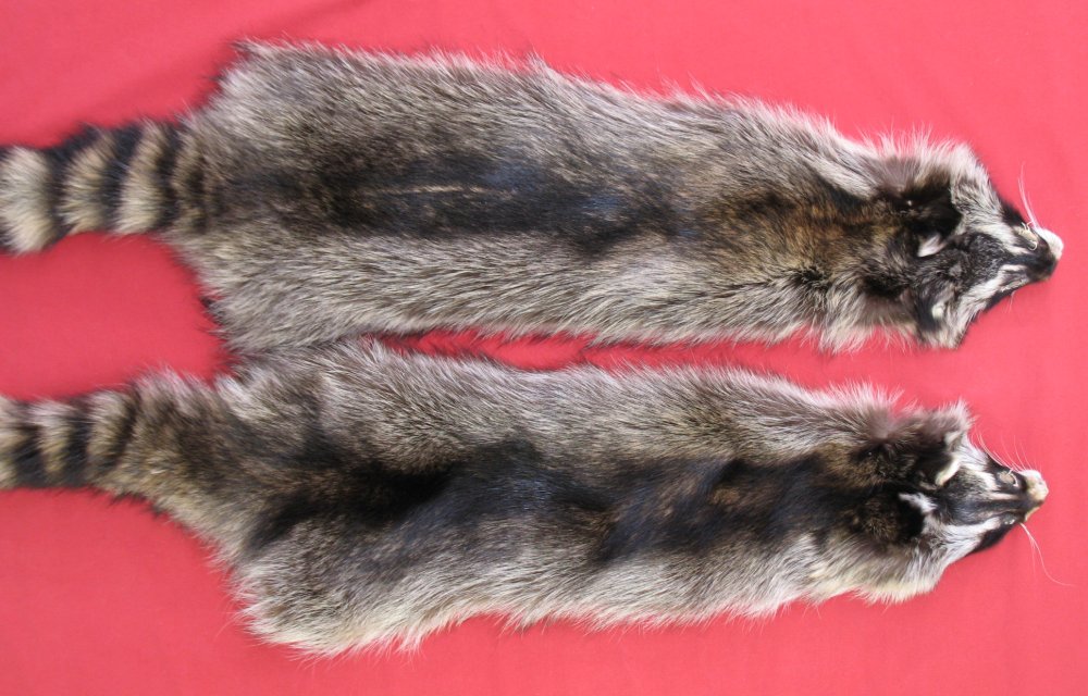 Tanned Furs : RACCOON (7270-1392) : hideandfur.com