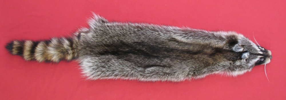 Tanned Furs : RACCOON (7270-1463) : hideandfur.com