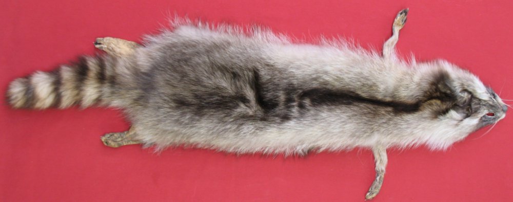 Tanned Furs : RACCOON (7270-1487) : hideandfur.com