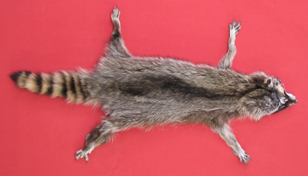 Tanned Furs : RACCOON (7270-1493) : hideandfur.com