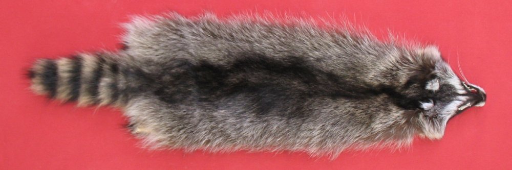 Tanned Furs : RACCOON (7270-1504) : hideandfur.com