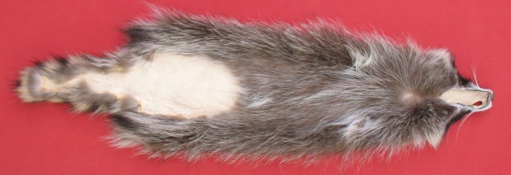 Tanned Furs : RACCOON (7270-1504) : hideandfur.com