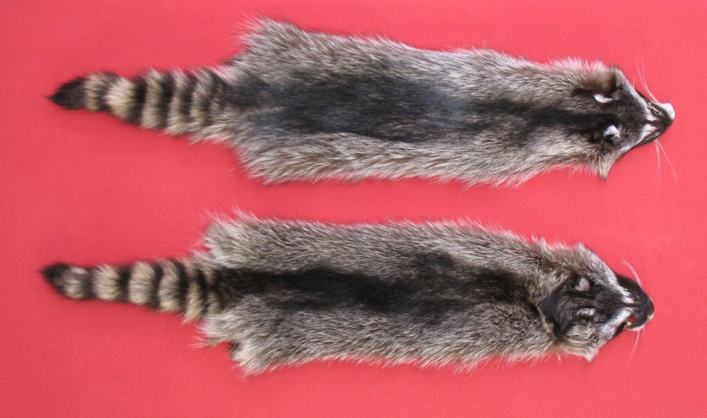 Tanned Furs : RACCOON (7270-1526) : hideandfur.com