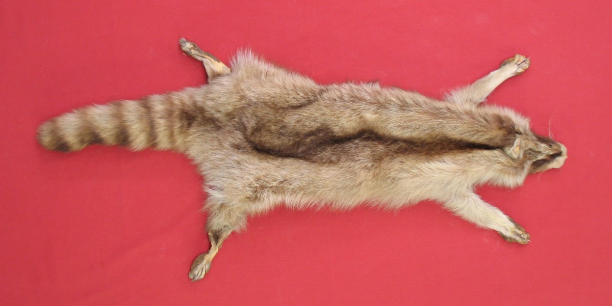 Tanned Furs : RACCOON (7270-1534) : hideandfur.com