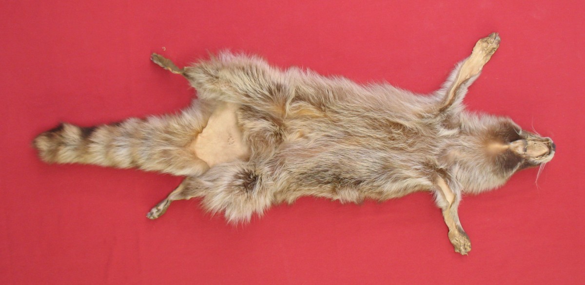 Tanned Furs : RACCOON (7270-1534) : hideandfur.com
