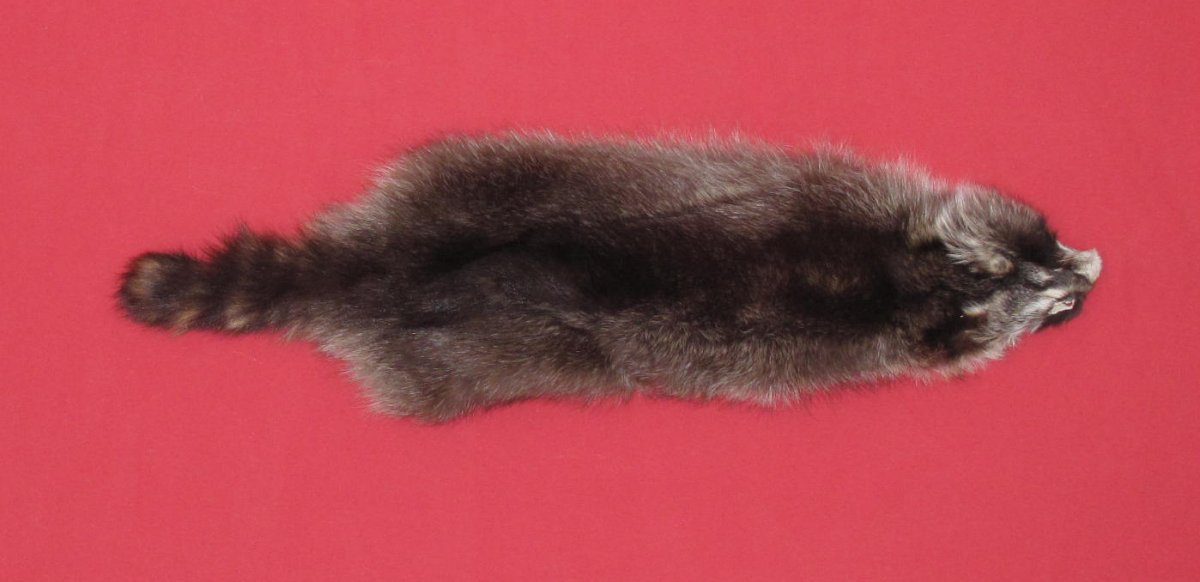 Tanned Furs : RACCOON (7270-1579) : hideandfur.com