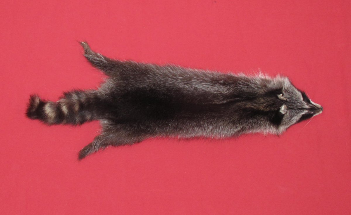 Tanned Furs : RACCOON (7270-1582) : hideandfur.com