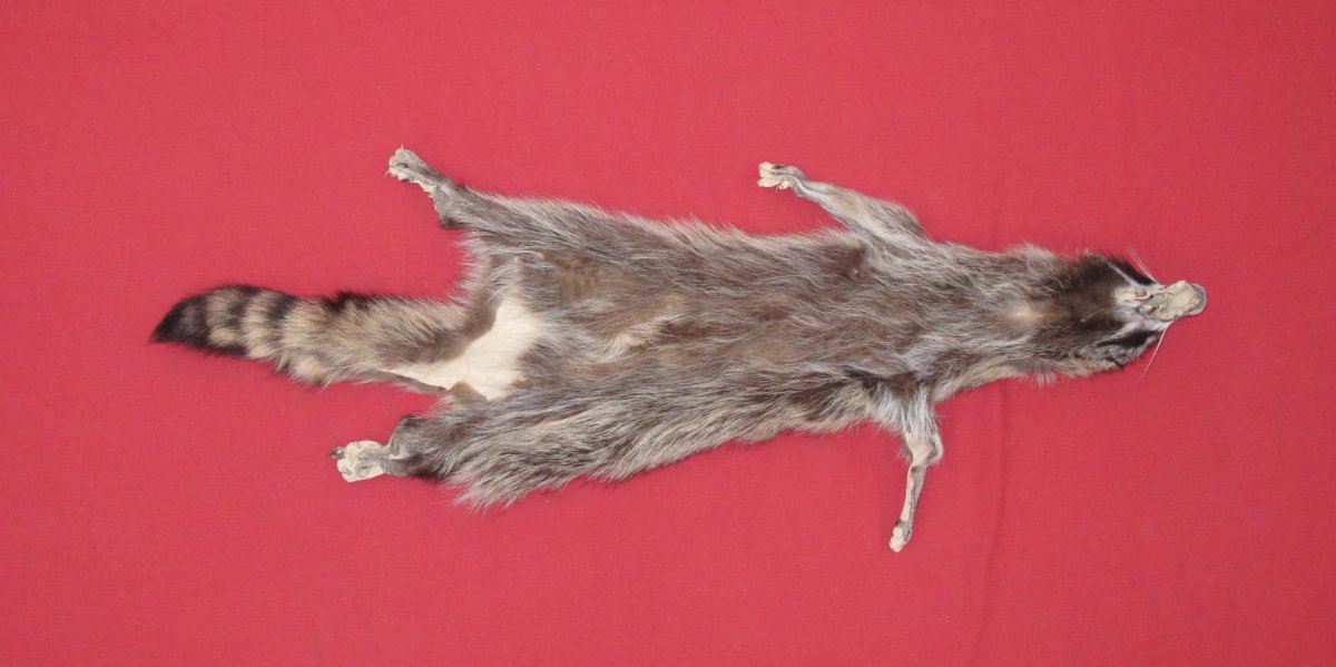 Tanned Furs : RACCOON (7270-1589) : hideandfur.com