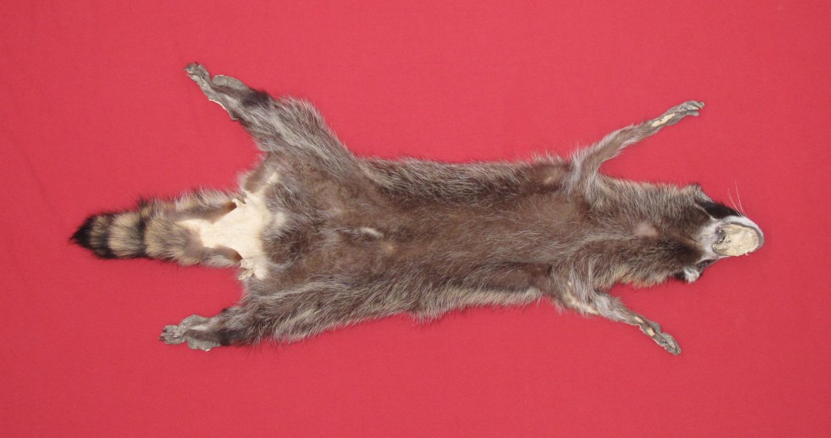Tanned Furs : RACCOON (7270-1609) : hideandfur.com