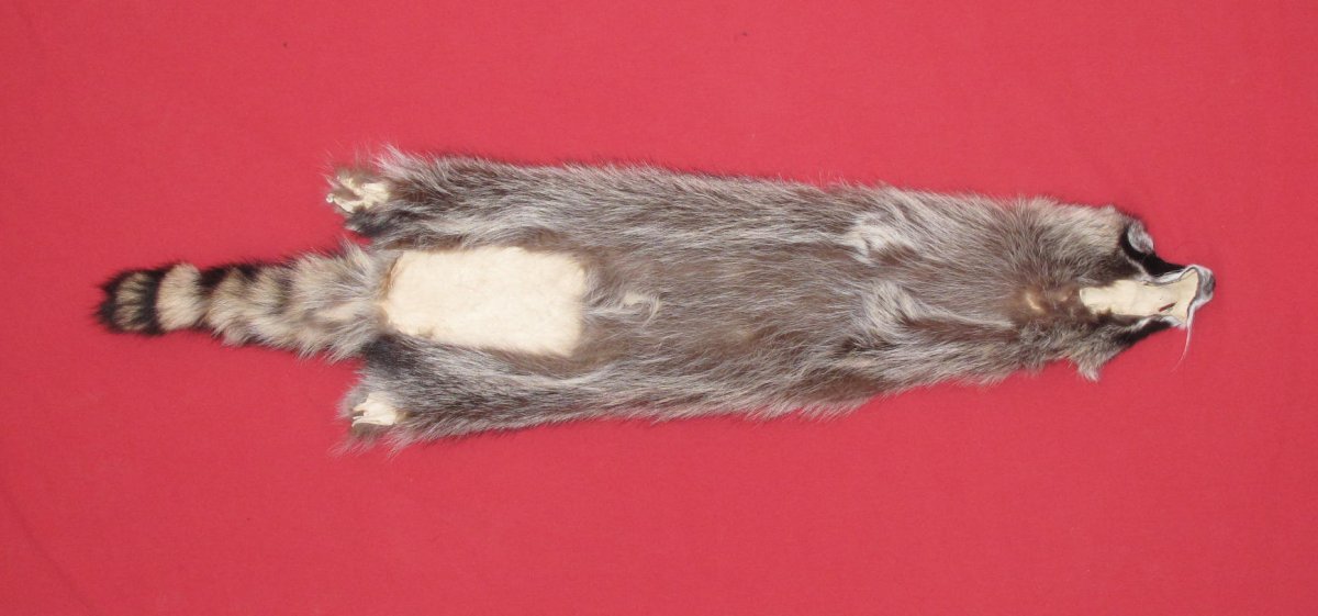 Tanned Furs : RACCOON (7270-1614) : hideandfur.com