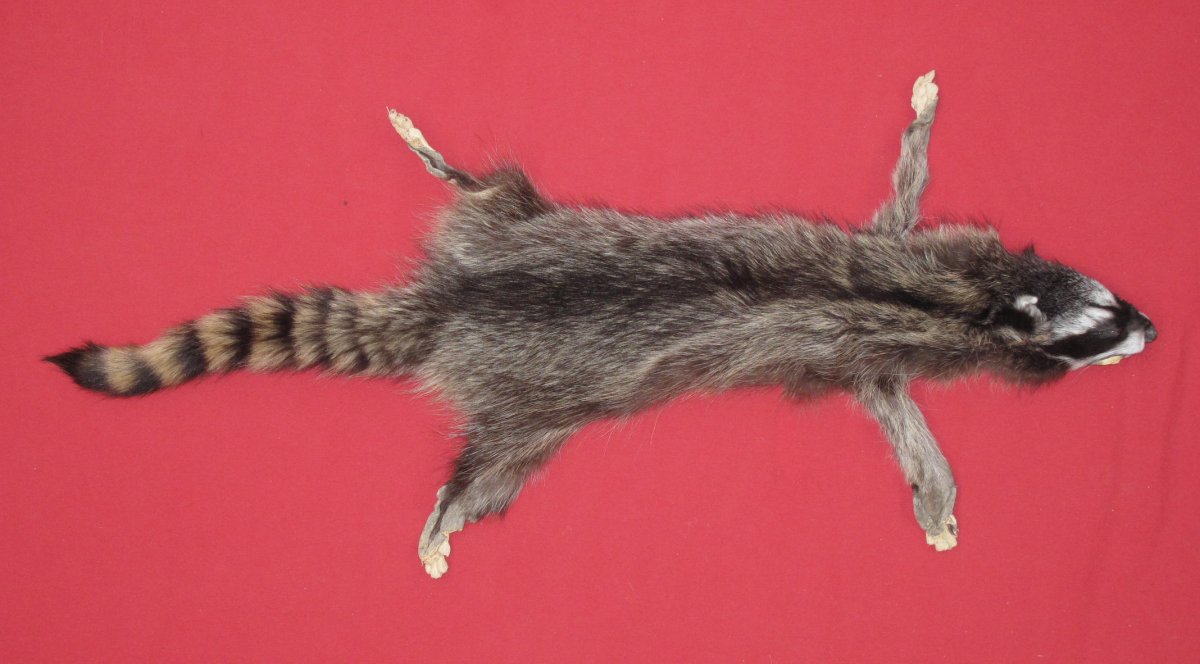 Tanned Furs : RACCOON (7270-1632) : hideandfur.com