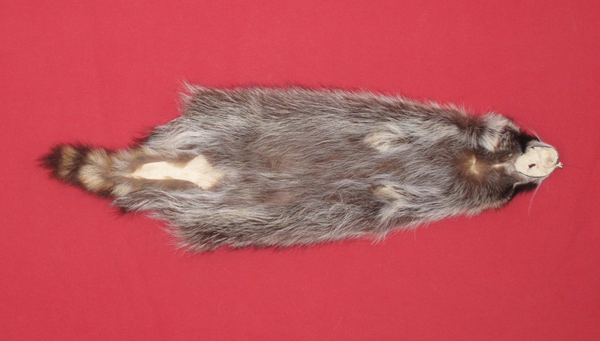 Tanned Furs : RACCOON (7270-1644) : hideandfur.com
