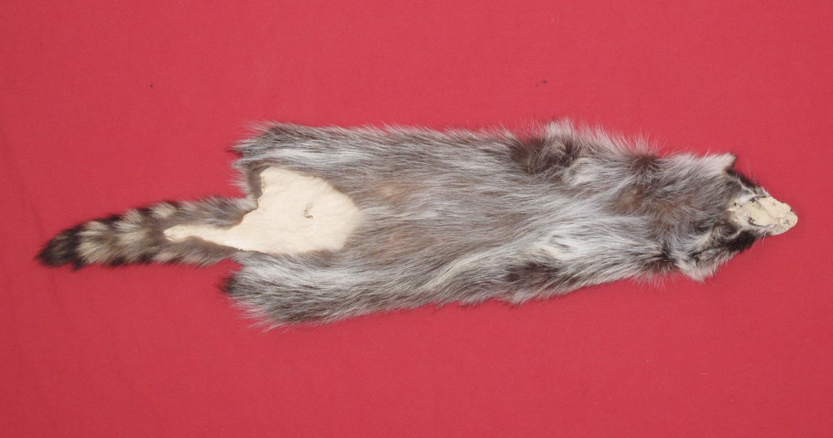 Tanned Furs : RACCOON (7270-1671) : hideandfur.com