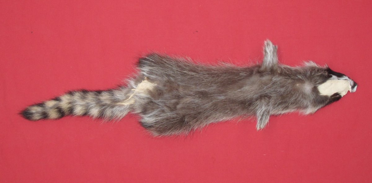 Tanned Furs : RACCOON (7270-1679) : hideandfur.com