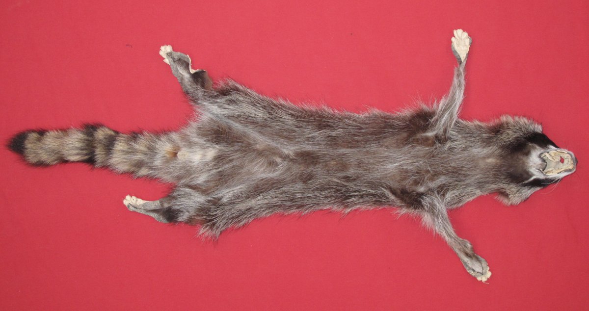 Tanned Furs : RACCOON (7270-1698) : hideandfur.com