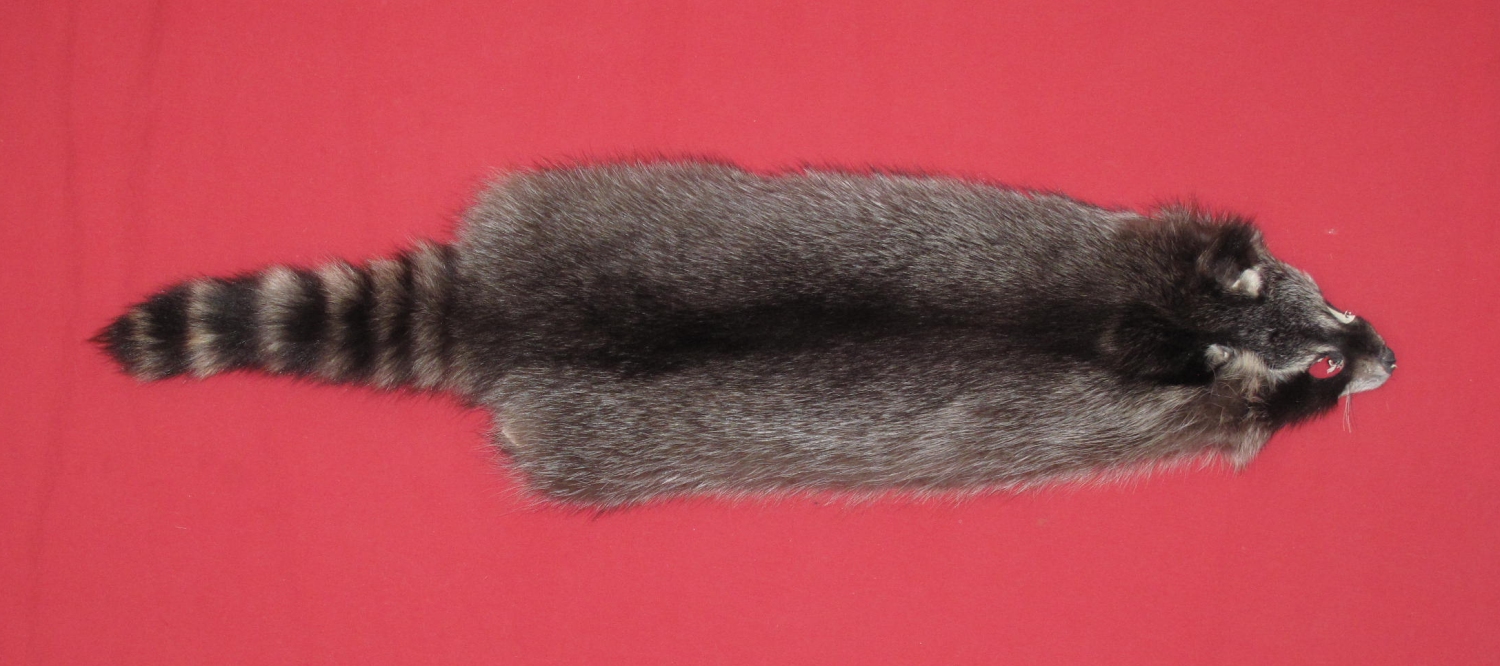 Tanned Furs : RACCOON (7270-1737) : hideandfur.com