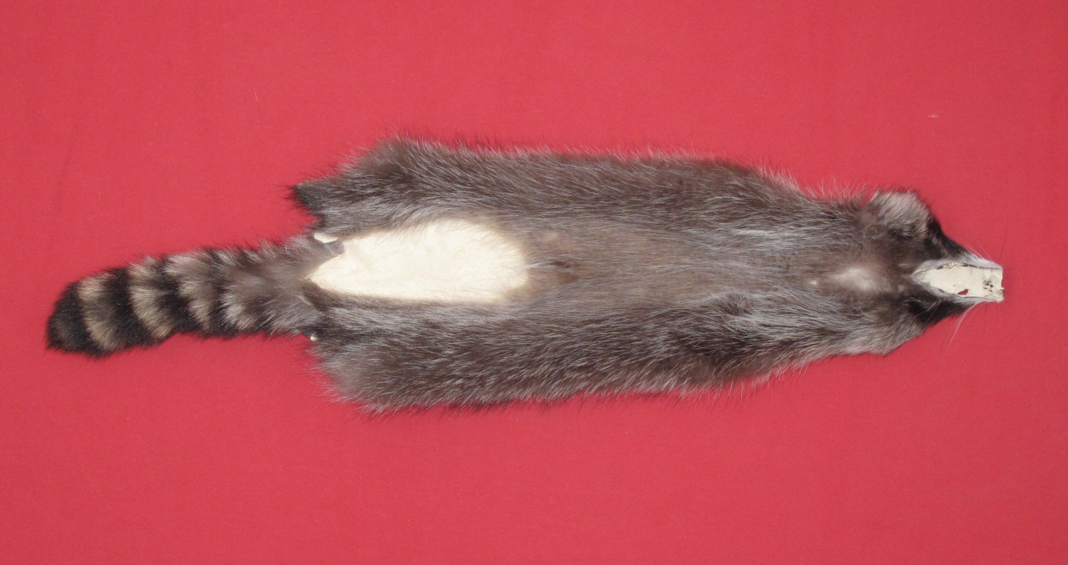 Tanned Furs : RACCOON (7270-1739) : hideandfur.com
