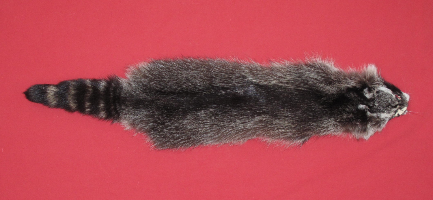 Tanned Furs : RACCOON (7270-1741) : hideandfur.com