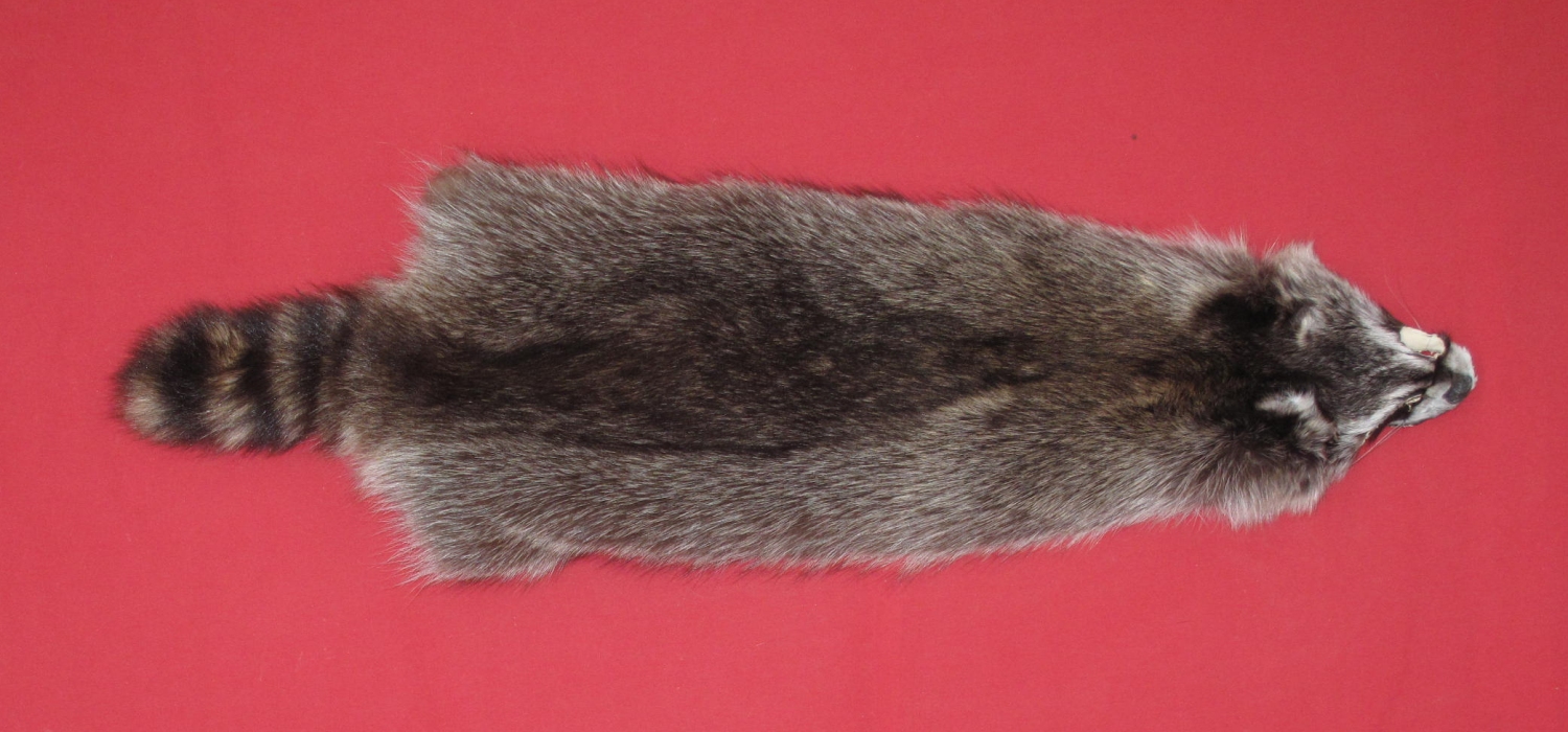 Tanned Furs : RACCOON (7270-1758) : hideandfur.com
